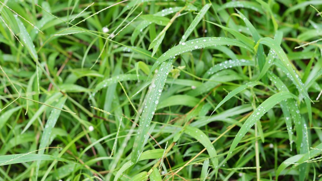 What Does Soil Biodegradable Mean Fresh Mulch Company